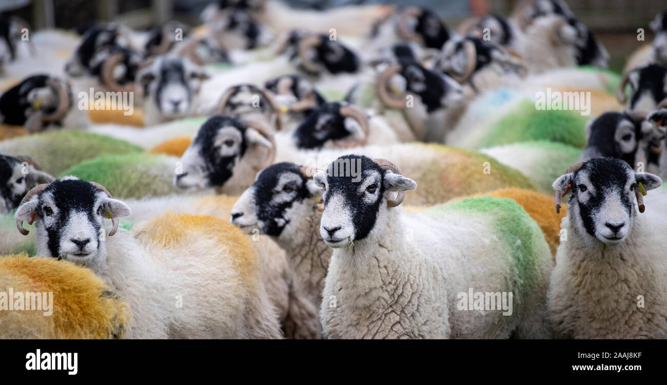 Swaledale ewes in field at "tupping" time in autumn, when they run with ...