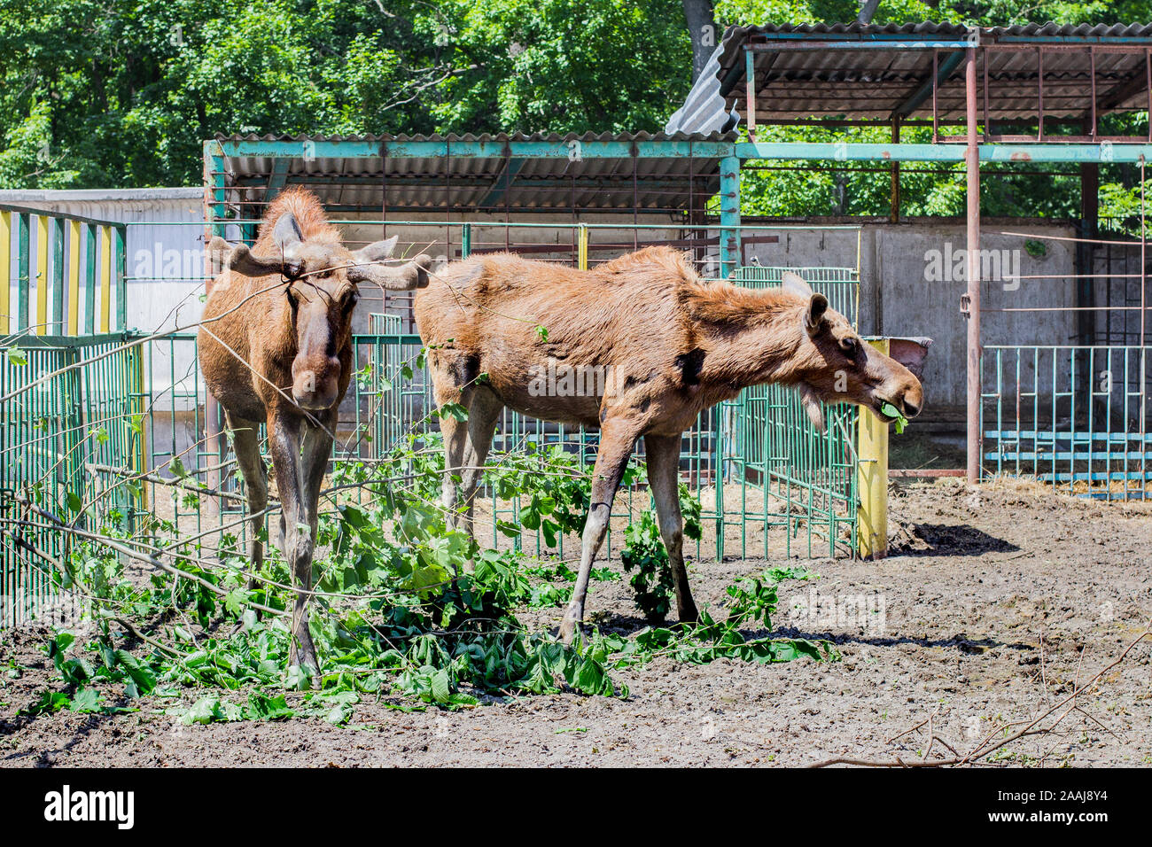 Moose at the zoo. Wild Stock Photo - Alamy
