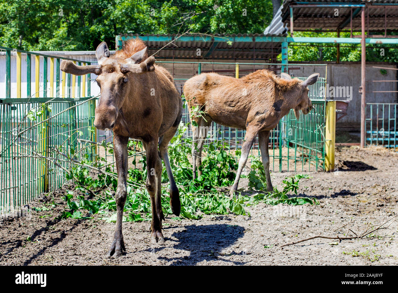 Moose at the zoo. Wild Stock Photo - Alamy
