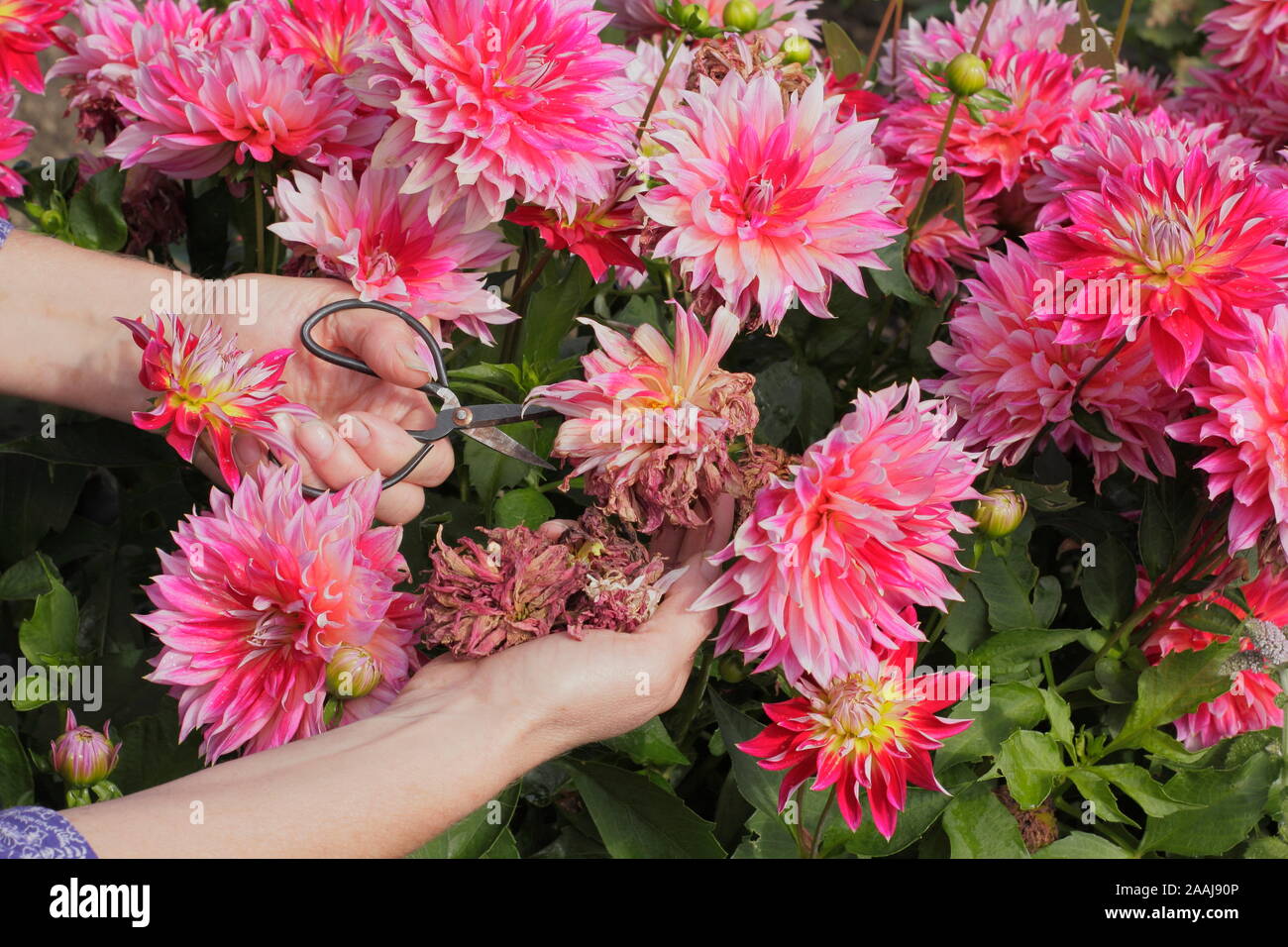 Deadheading flowers hi-res stock photography and images - Alamy