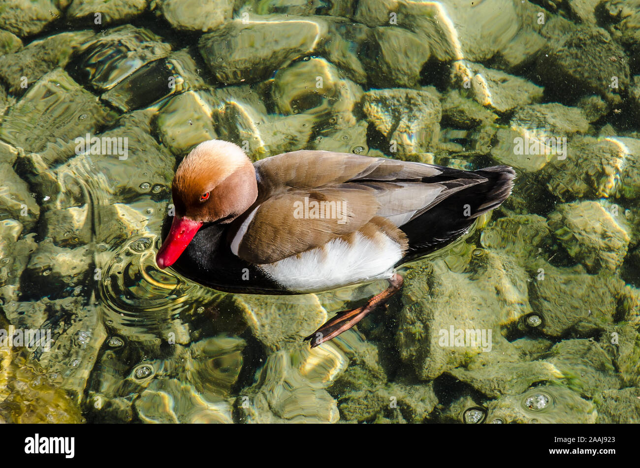 The mandarin duck is a perching duck species native to East Asia. It is ...