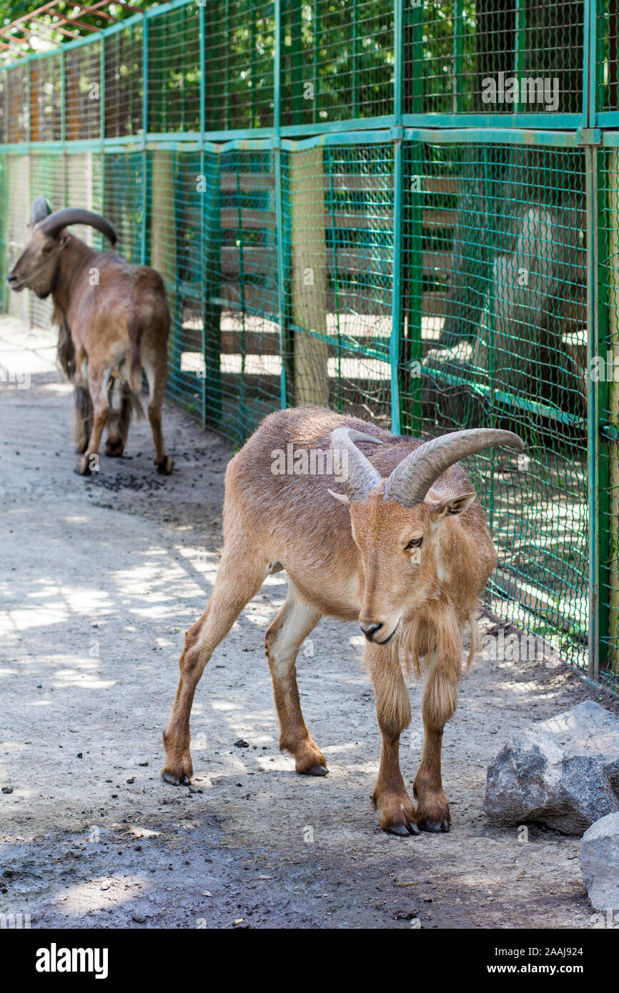 Sheep with mane hi-res stock photography and images - Alamy