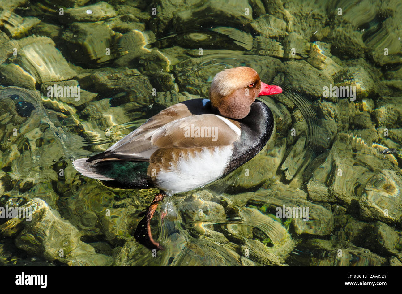 The mandarin duck is a perching duck species native to East Asia. It is ...