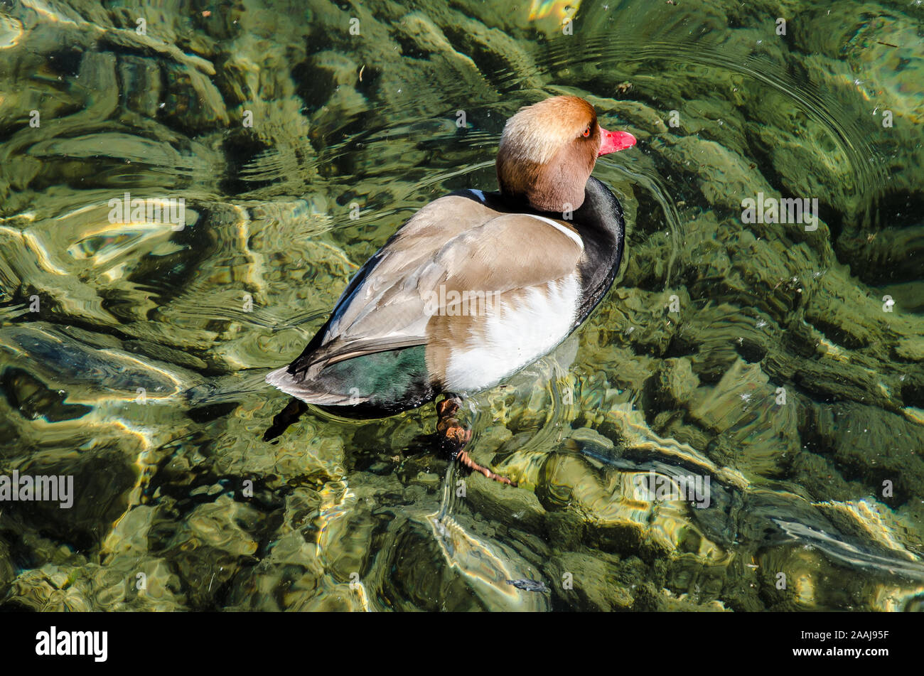 The mandarin duck is a perching duck species native to East Asia. It is ...
