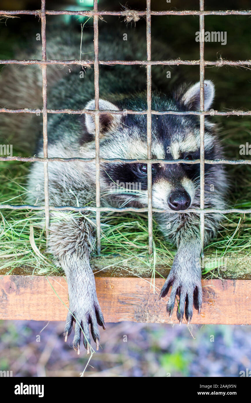 Sad raccoon hi-res stock photography and images - Alamy