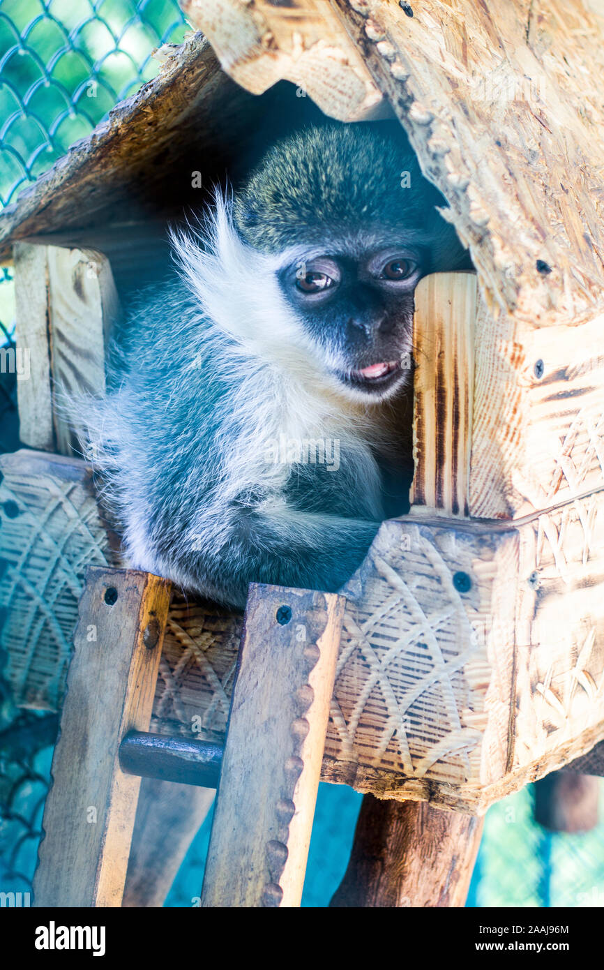monkey in a small house Stock Photo - Alamy