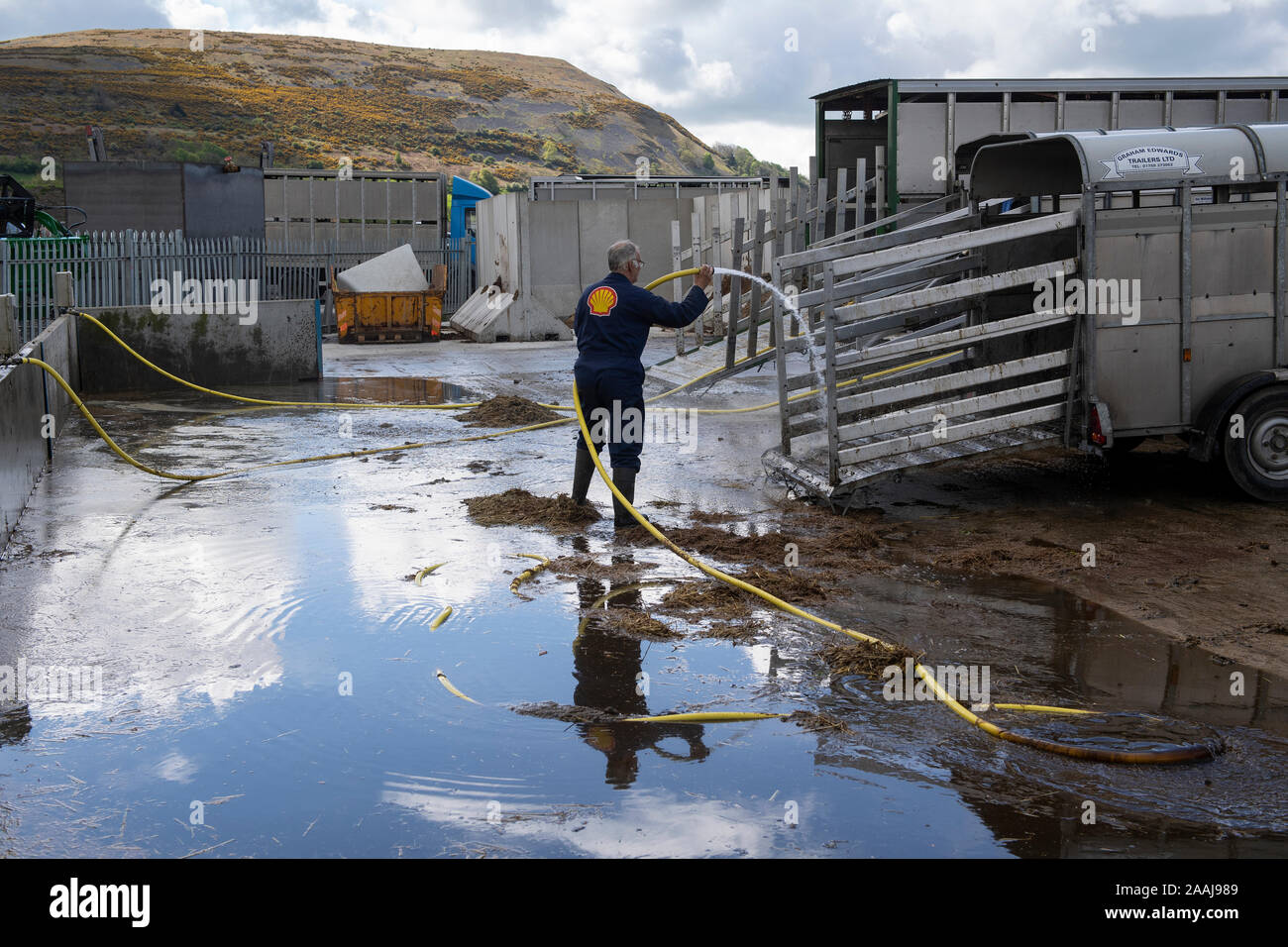 Farmer washing out a livestock trailer at an auction mart as part of ...