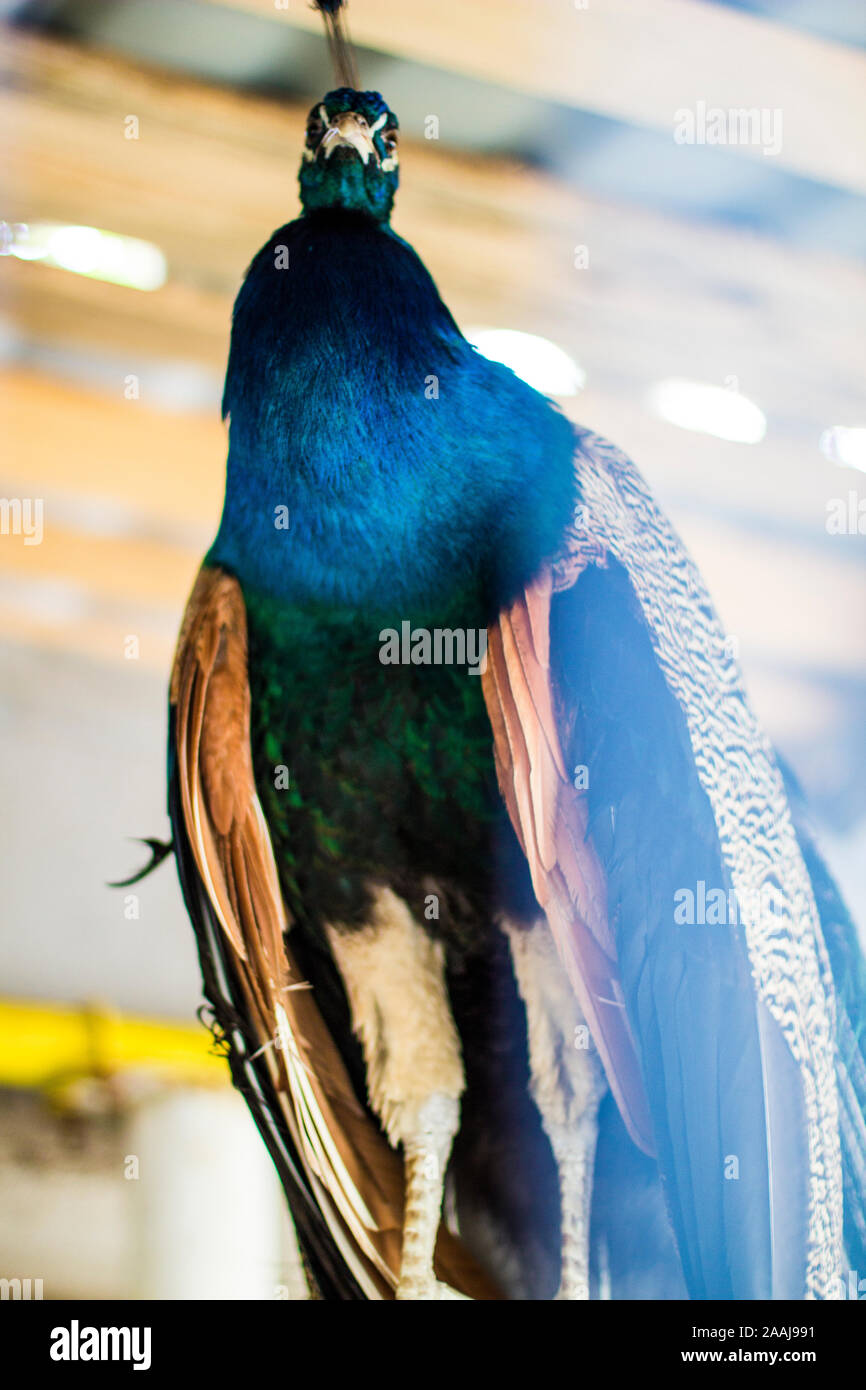 peacock bird with folded wings Stock Photo - Alamy