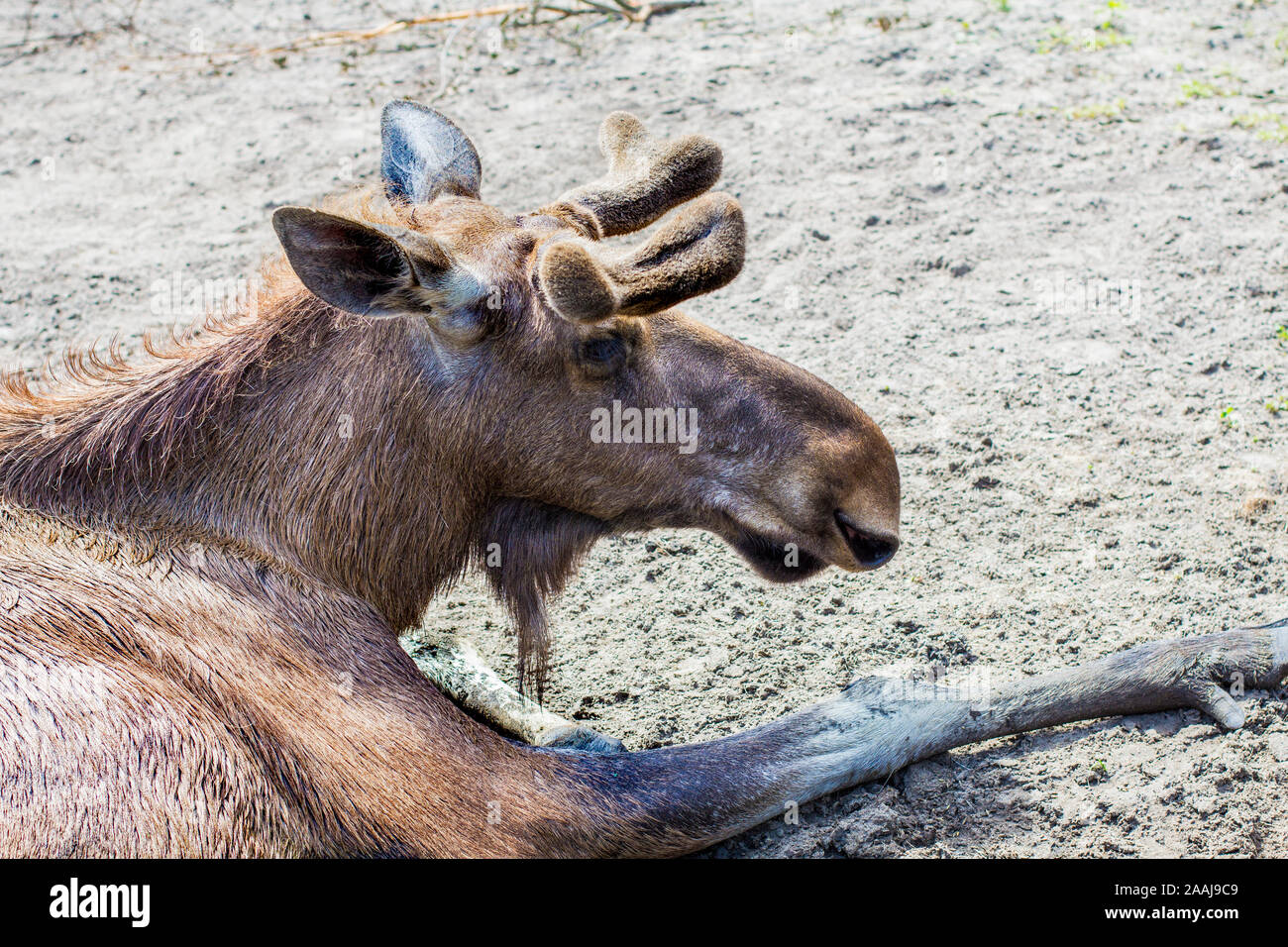 Moose at the zoo. Wild Stock Photo - Alamy