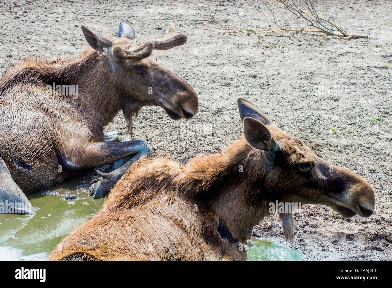 Moose at the zoo. Wild Stock Photo - Alamy