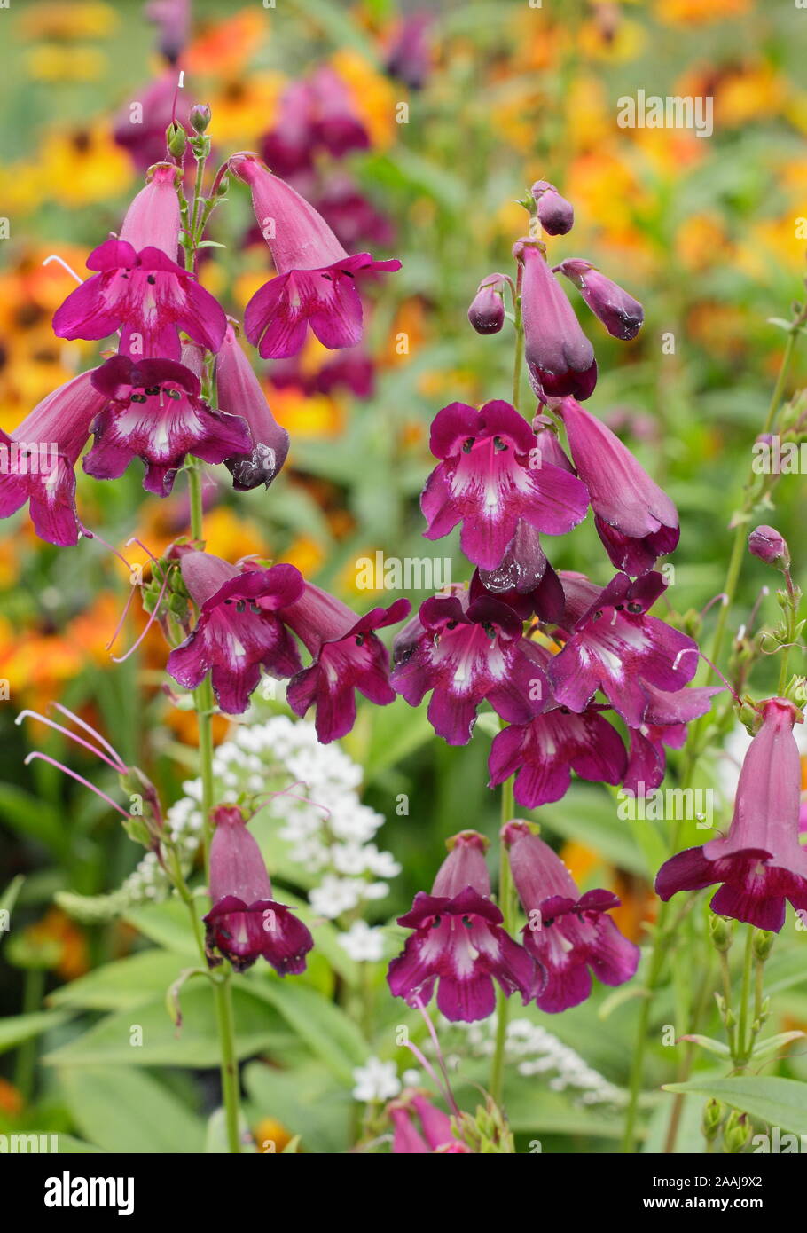 Raven penstemon hi-res stock photography and images - Alamy
