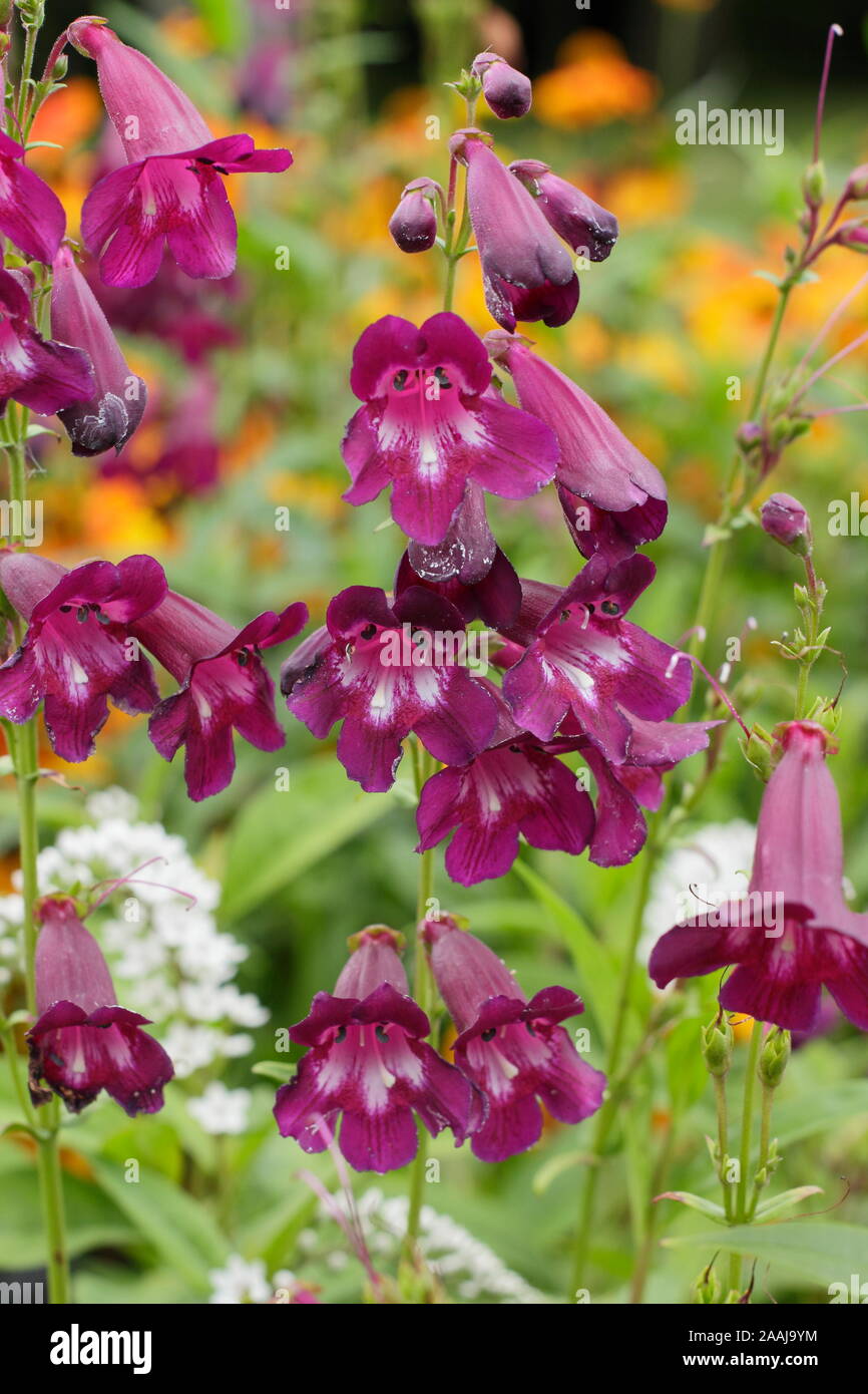 Penstemon raven hi-res stock photography and images - Alamy