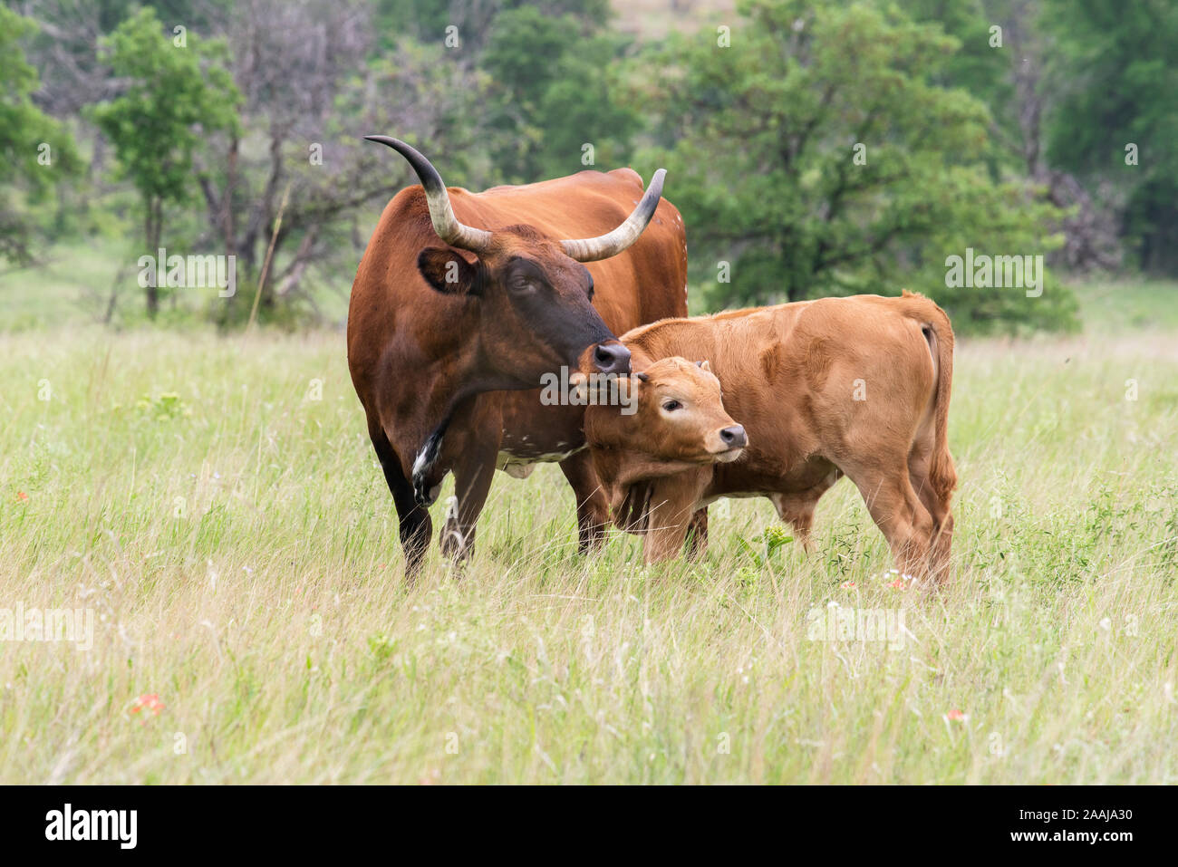 Texas Longhorn at Wichita Mountains National Wildlife Refuge near ...