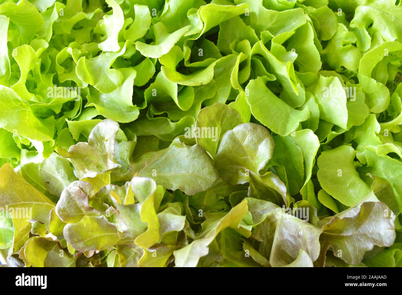 green oak fresh vegetable harvesting in farm Stock Photo - Alamy