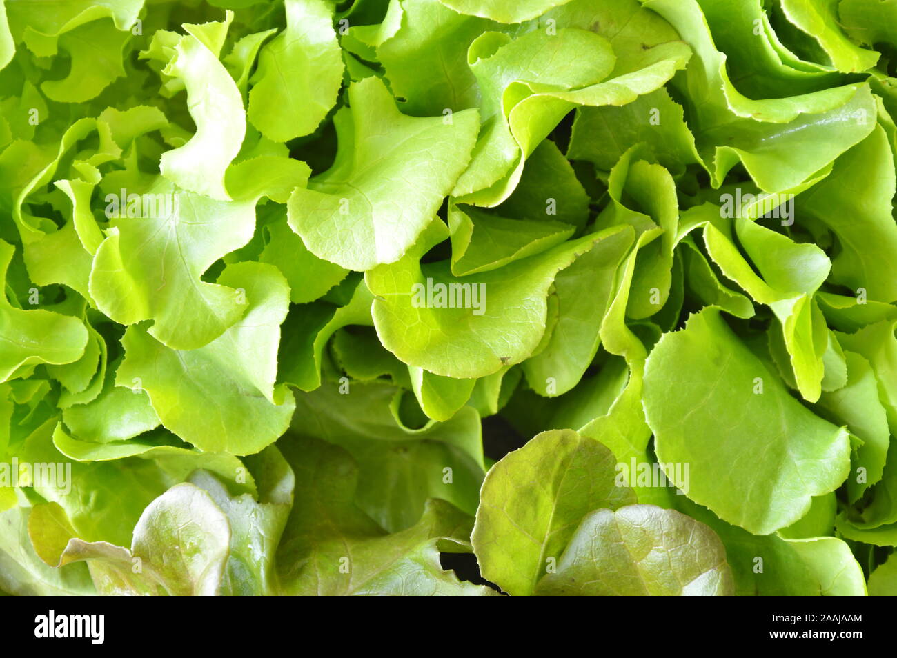 green oak fresh vegetable harvesting in farm Stock Photo - Alamy