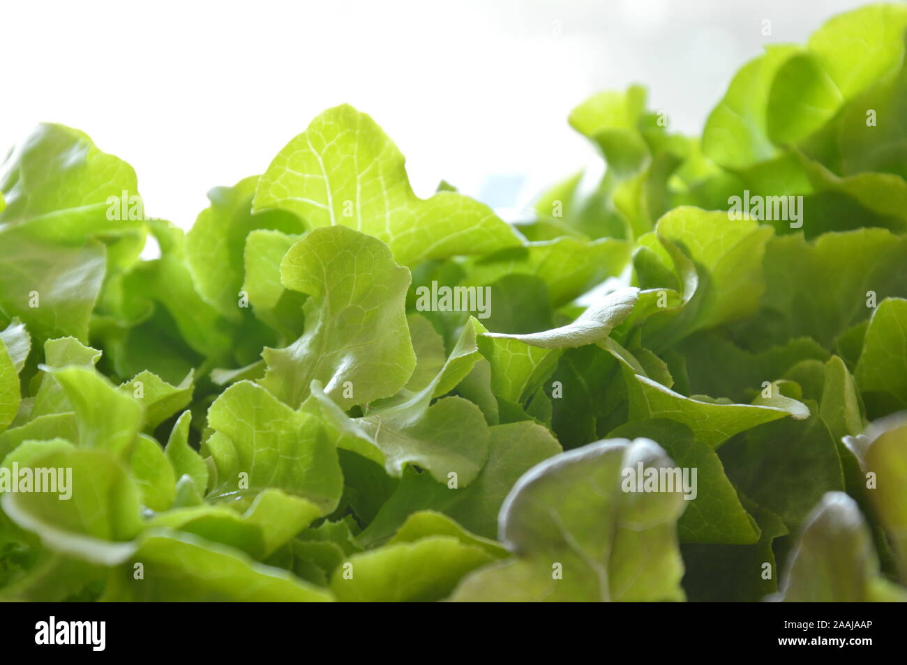 green oak fresh vegetable harvesting in farm Stock Photo - Alamy