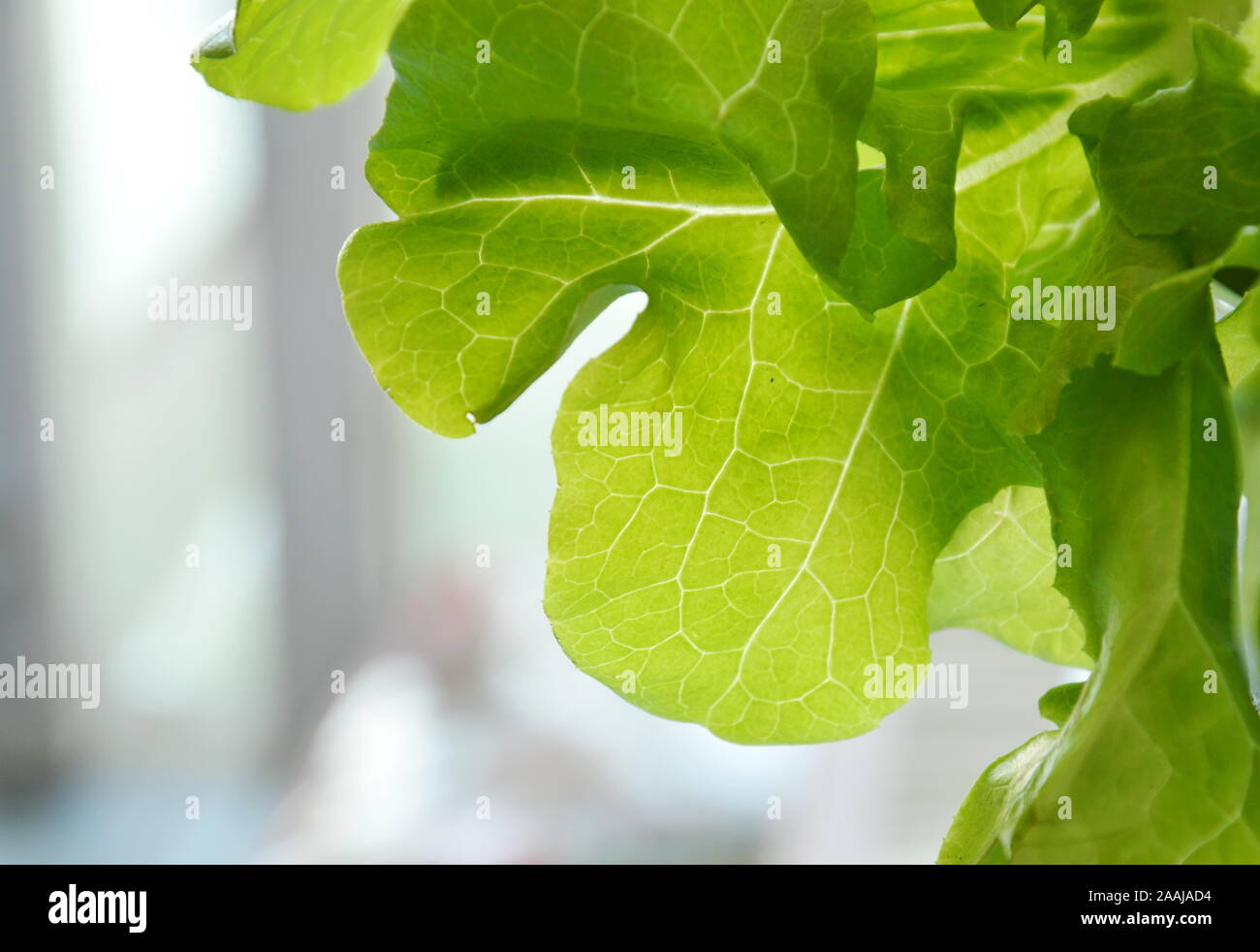 green oak fresh vegetable harvesting in farm Stock Photo - Alamy