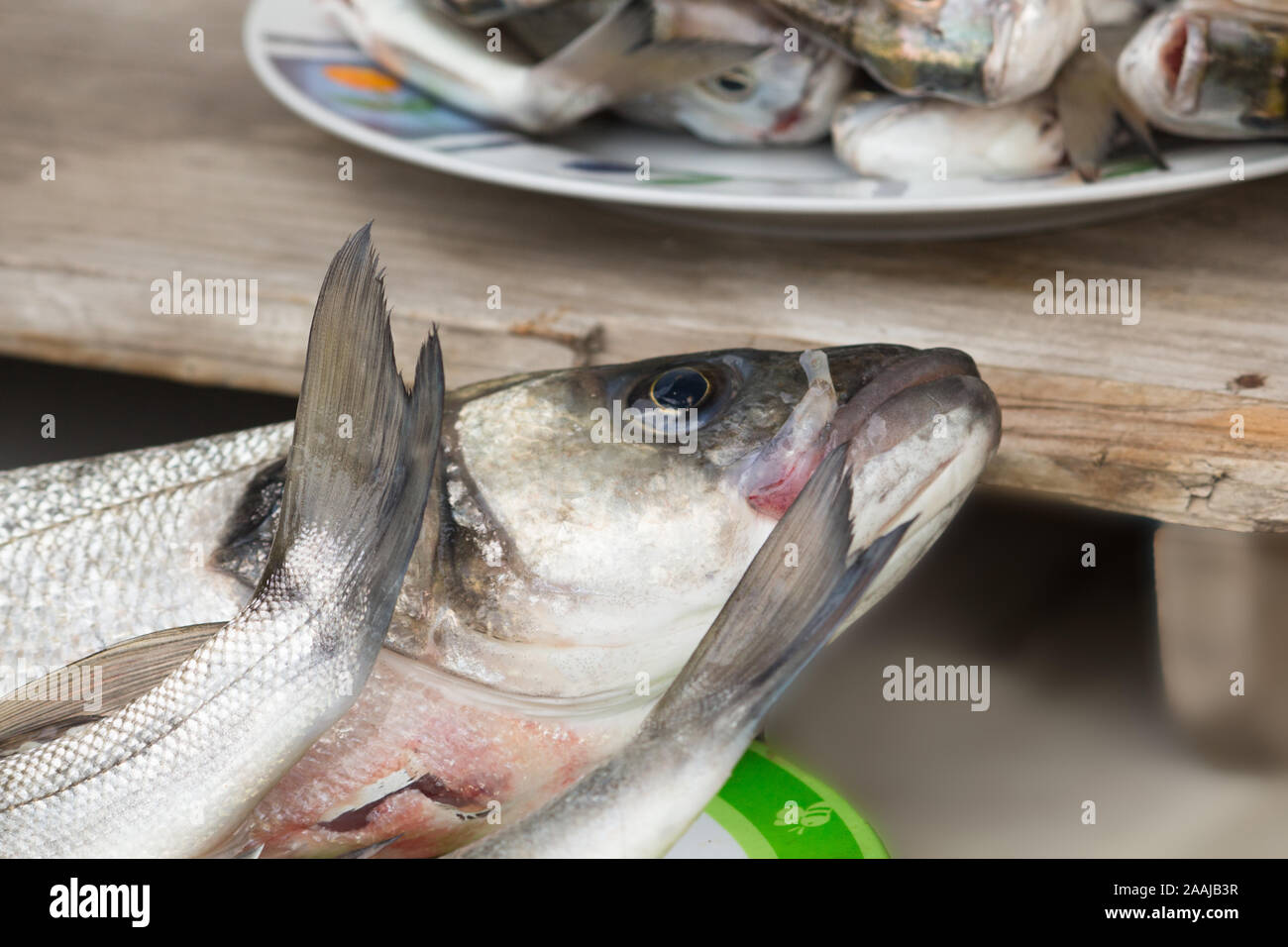 sea bass, fresh fishes Stock Photo - Alamy