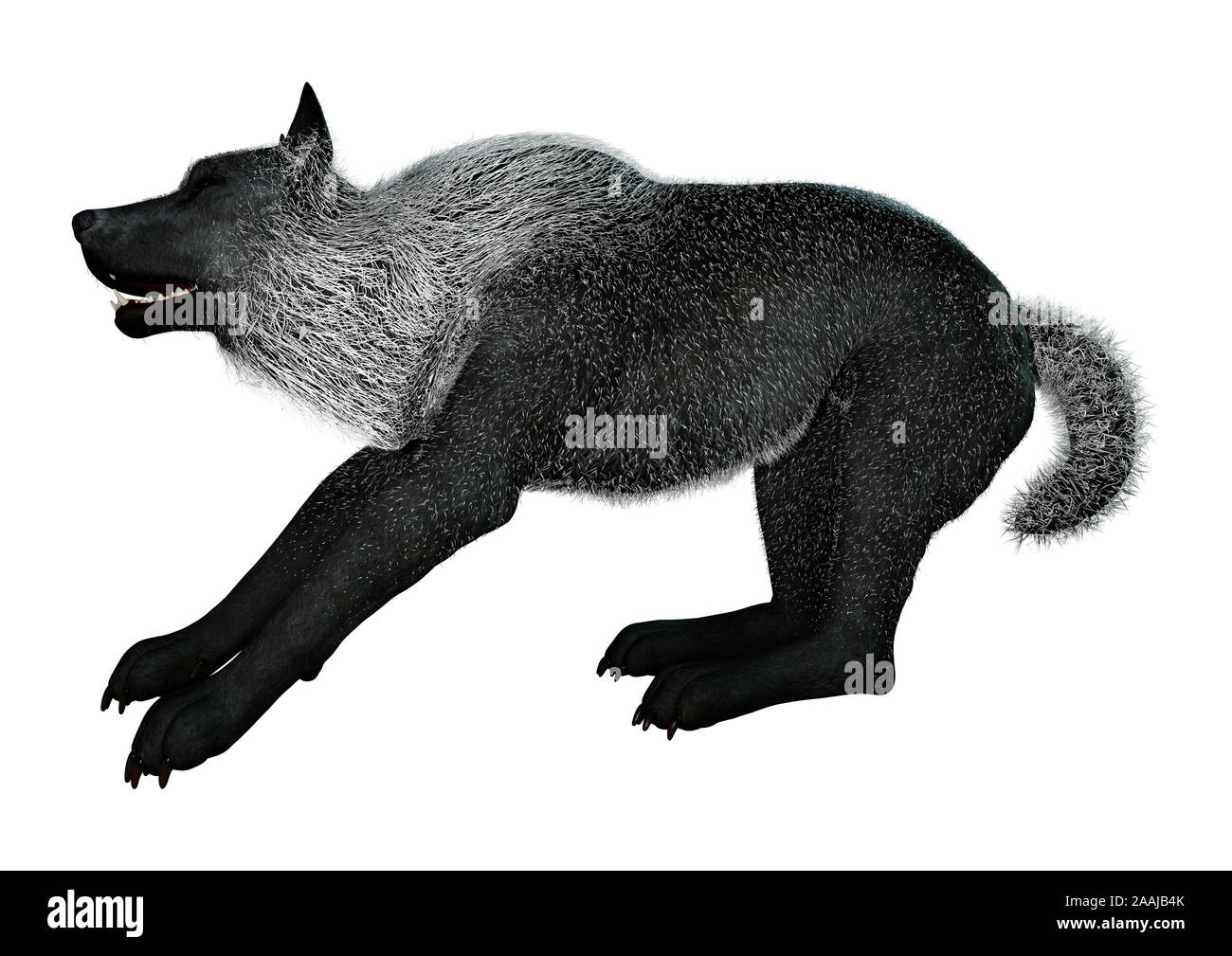 3D rendering of a black wolf isolated on white background Stock Photo ...