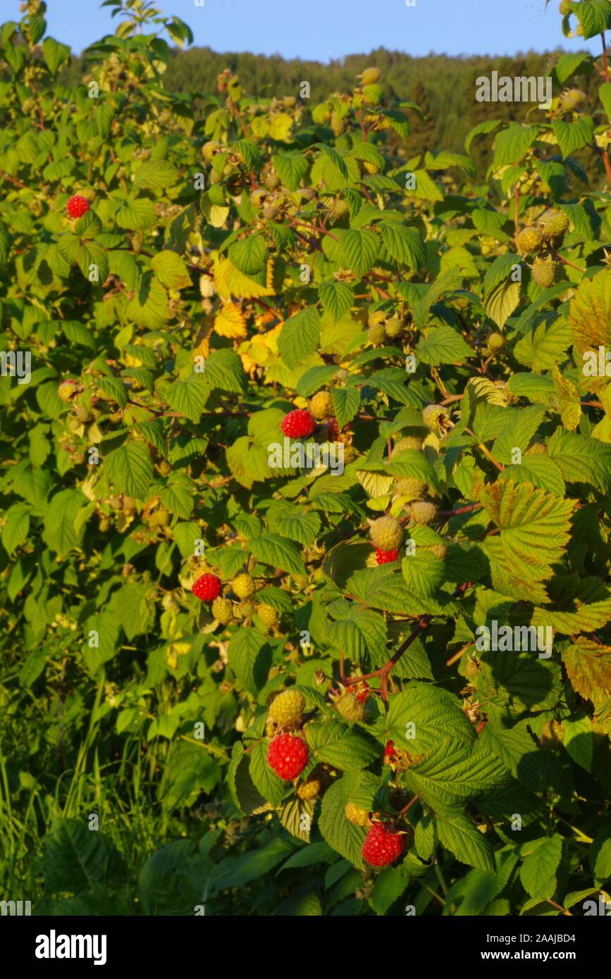Soft fruit / Raspberry Bringebaer farming bonder Utvik, Norge / Norway ...