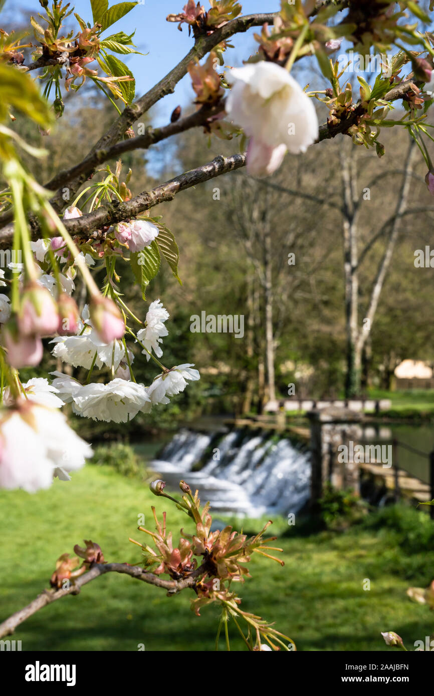 Cherry blossom in spring Sunshine with a stream in the background in ...