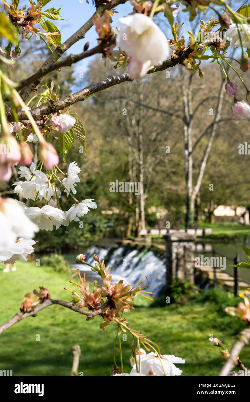Cherry blossom in spring Sunshine with a stream in the background in ...