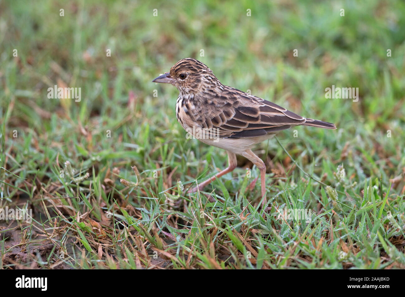 Jerdon's Bushlark (Mirafra affinis) Sri Lanka LK Asia November 2019 ...
