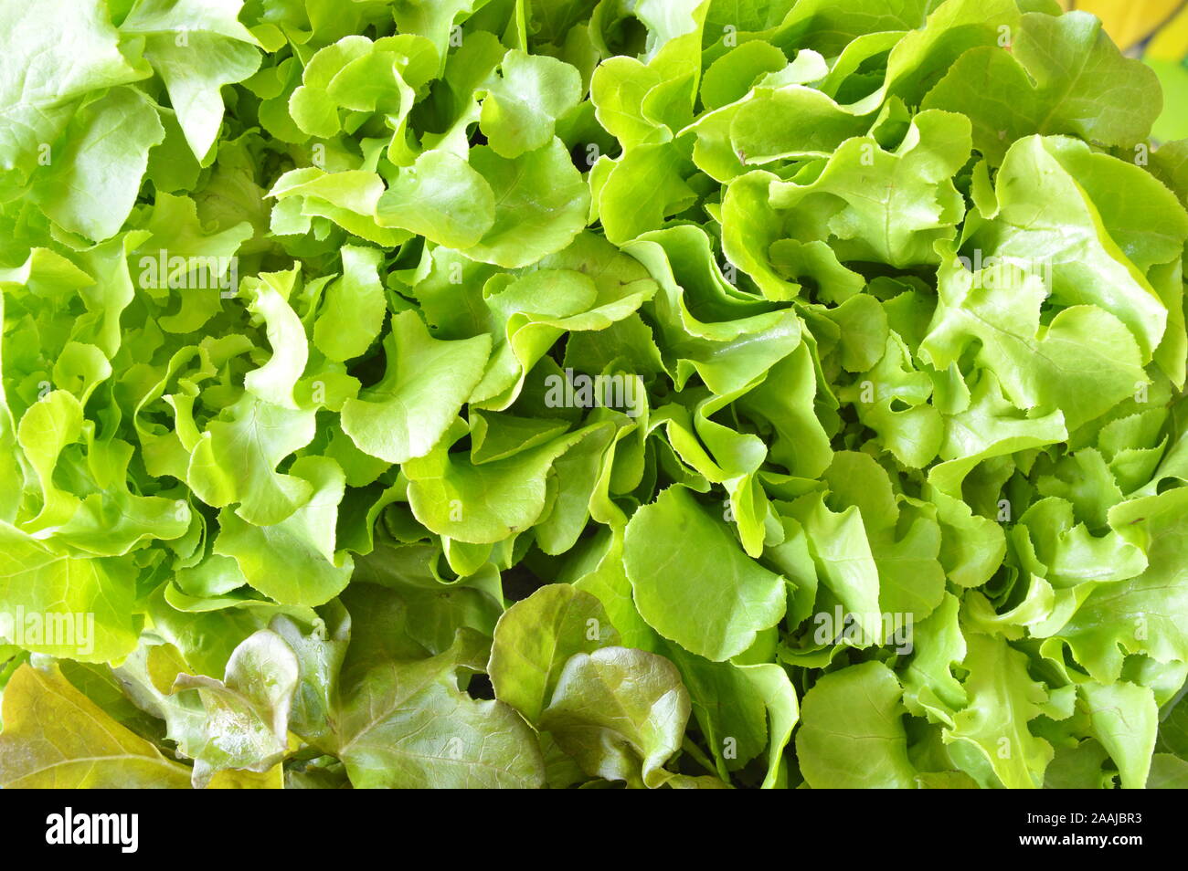 green oak fresh vegetable harvesting in farm Stock Photo - Alamy