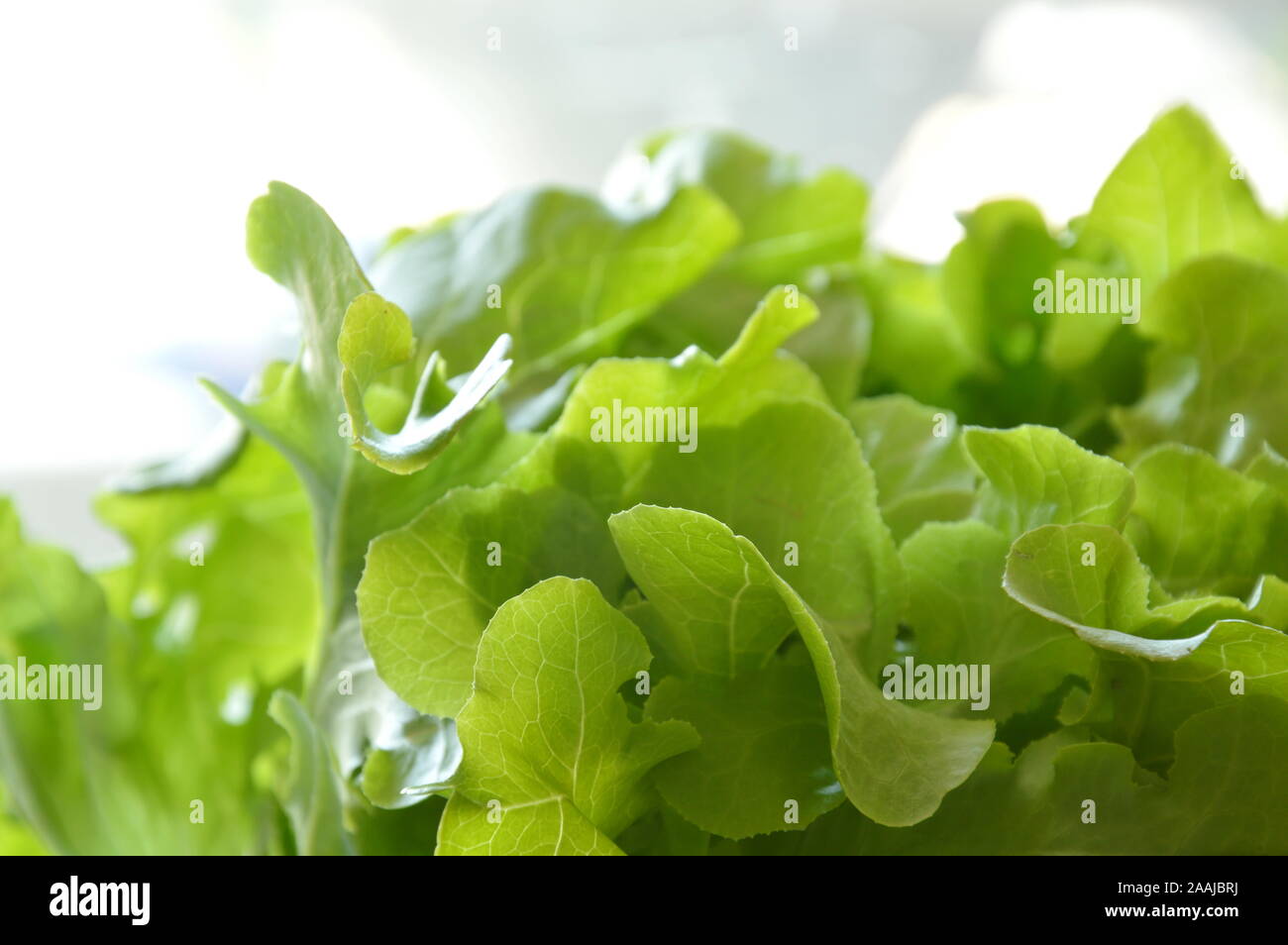 green oak fresh vegetable harvesting in farm Stock Photo - Alamy