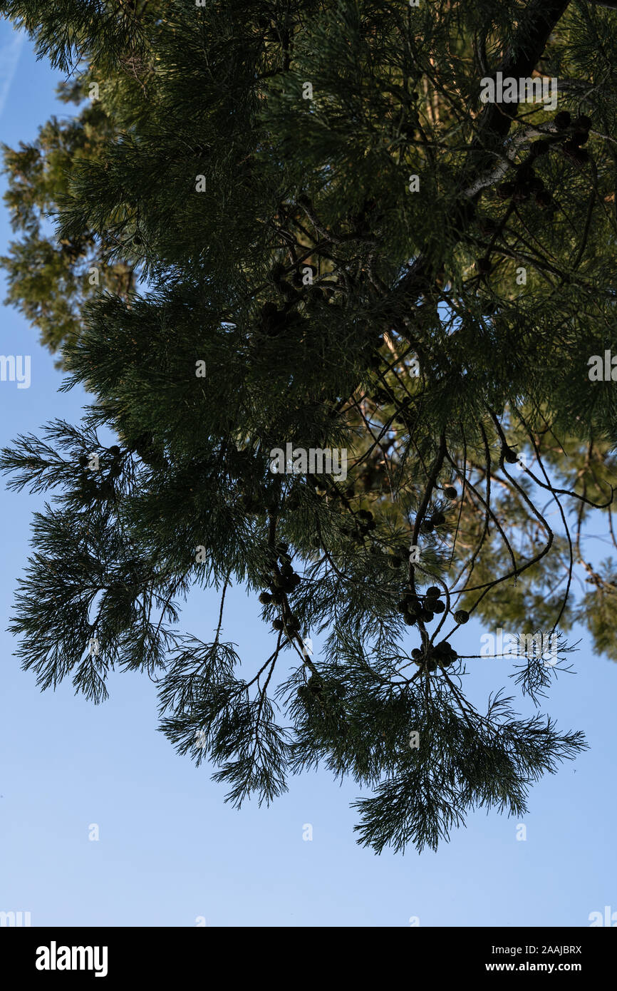 Fir tree leaves branches in spring blue skies Stock Photo - Alamy