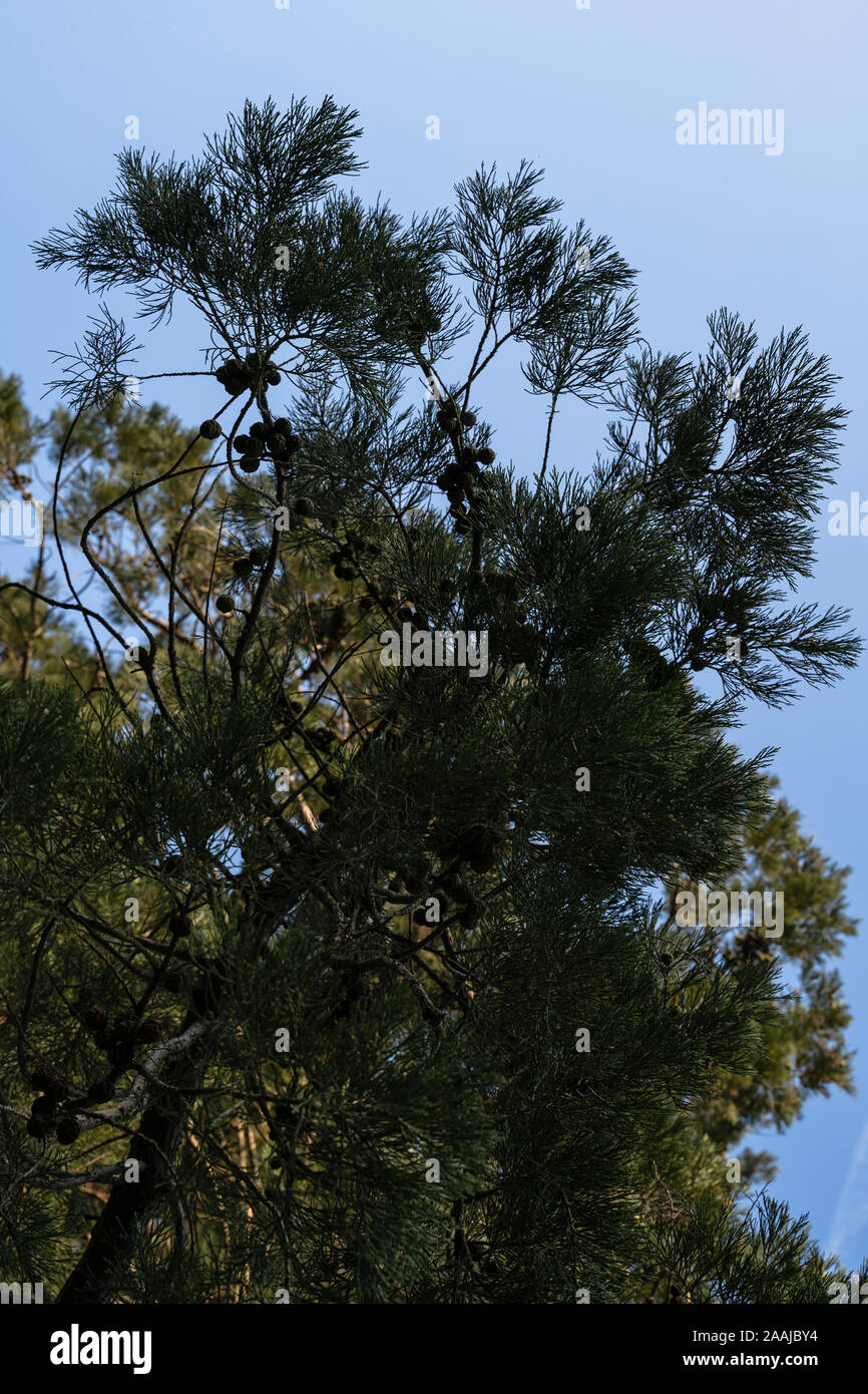 Fir tree leaves hi-res stock photography and images - Alamy