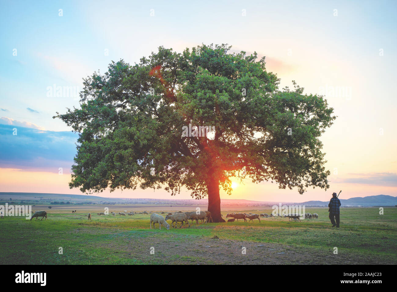 shepperd and sheep near an oak tree Stock Photo - Alamy