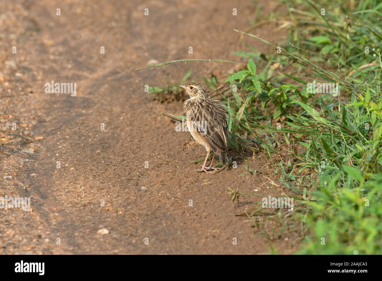 Bushlark High Resolution Stock Photography and Images - Alamy