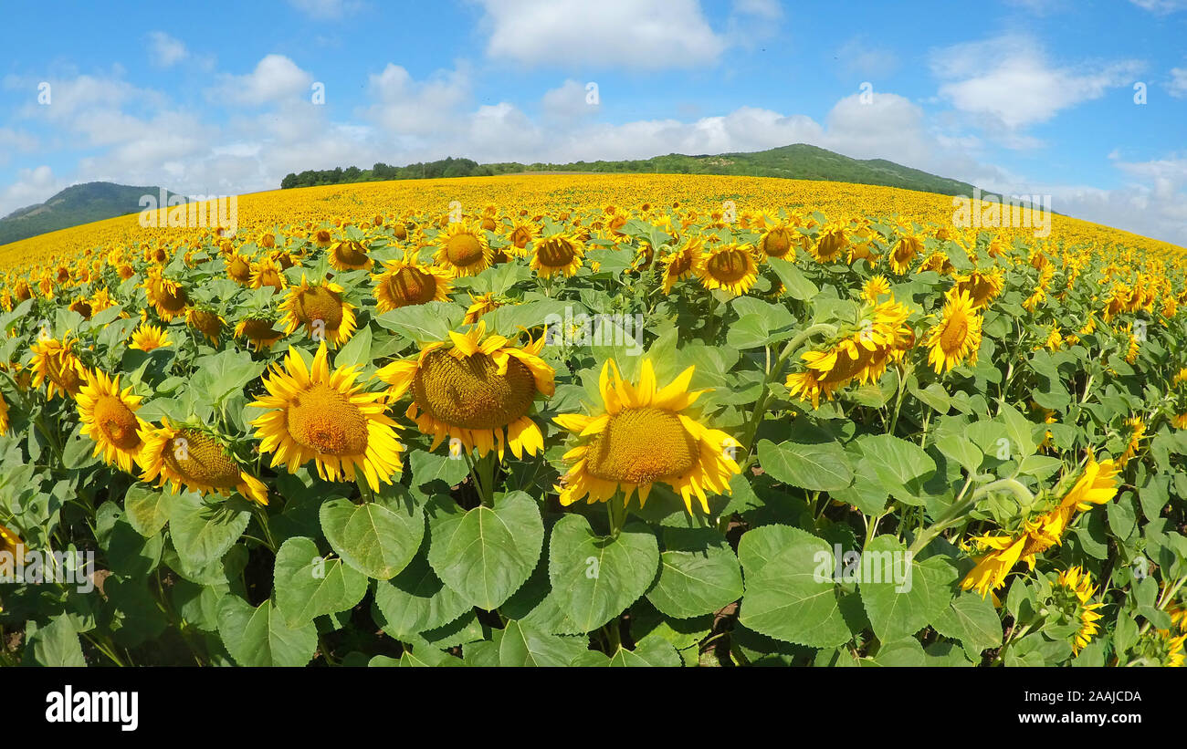 sun flower field at sunset time Stock Photo - Alamy