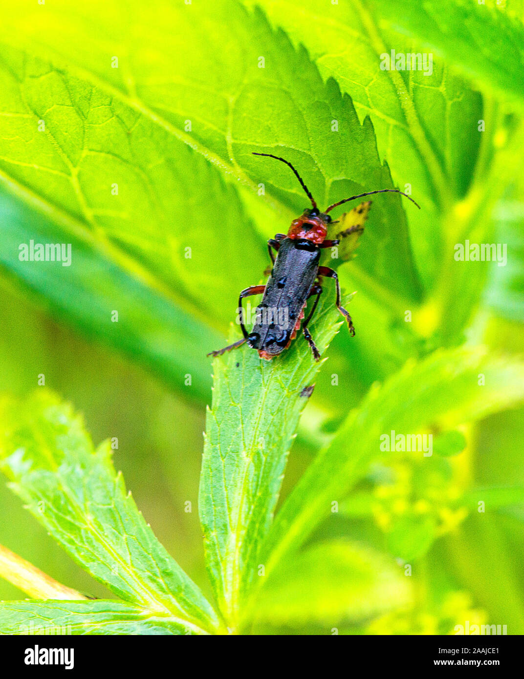 Black and white bugs hi-res stock photography and images - Alamy