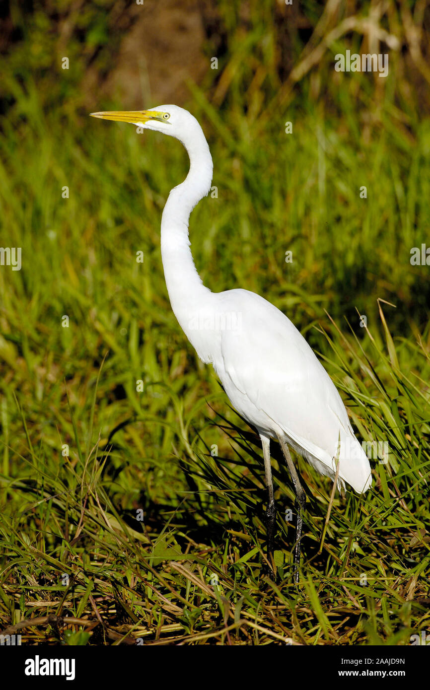 Heron australien hi-res stock photography and images - Alamy