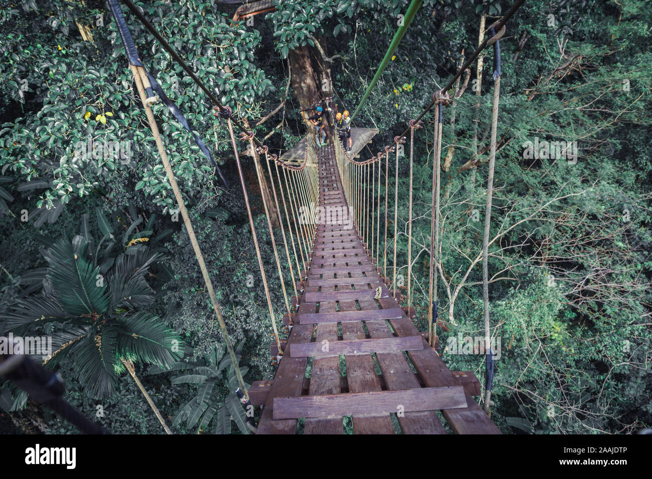sky bridge walk way on the high big tree point to point Stock Photo - Alamy