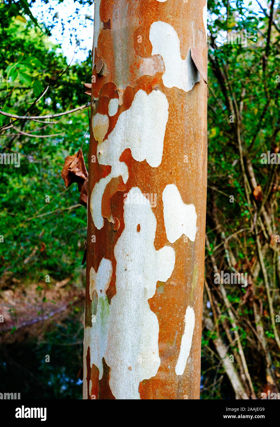 Peeling Bark on Sycamore Tree Stock Photo - Alamy