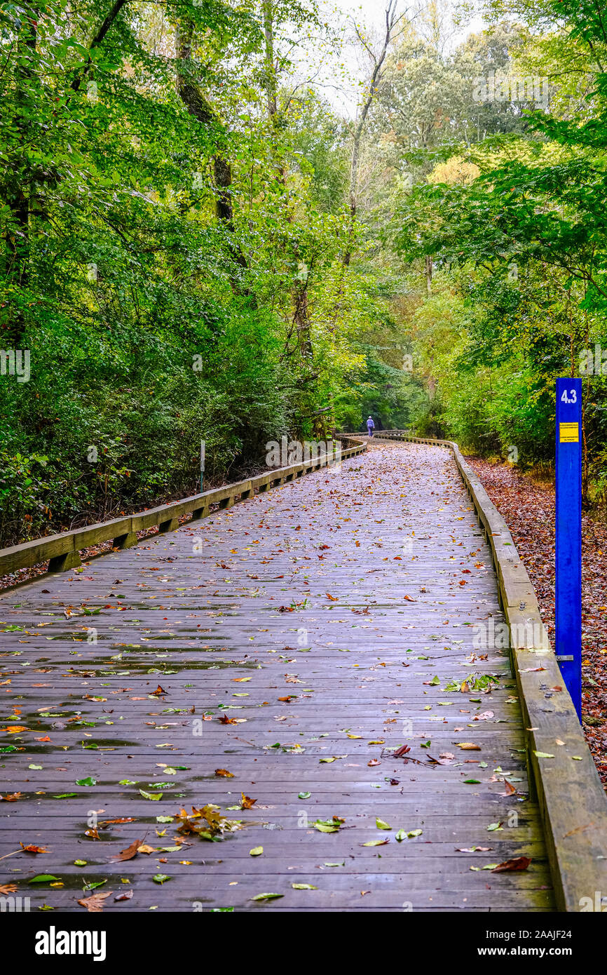Wet Walking Trail in Woods Stock Photo - Alamy