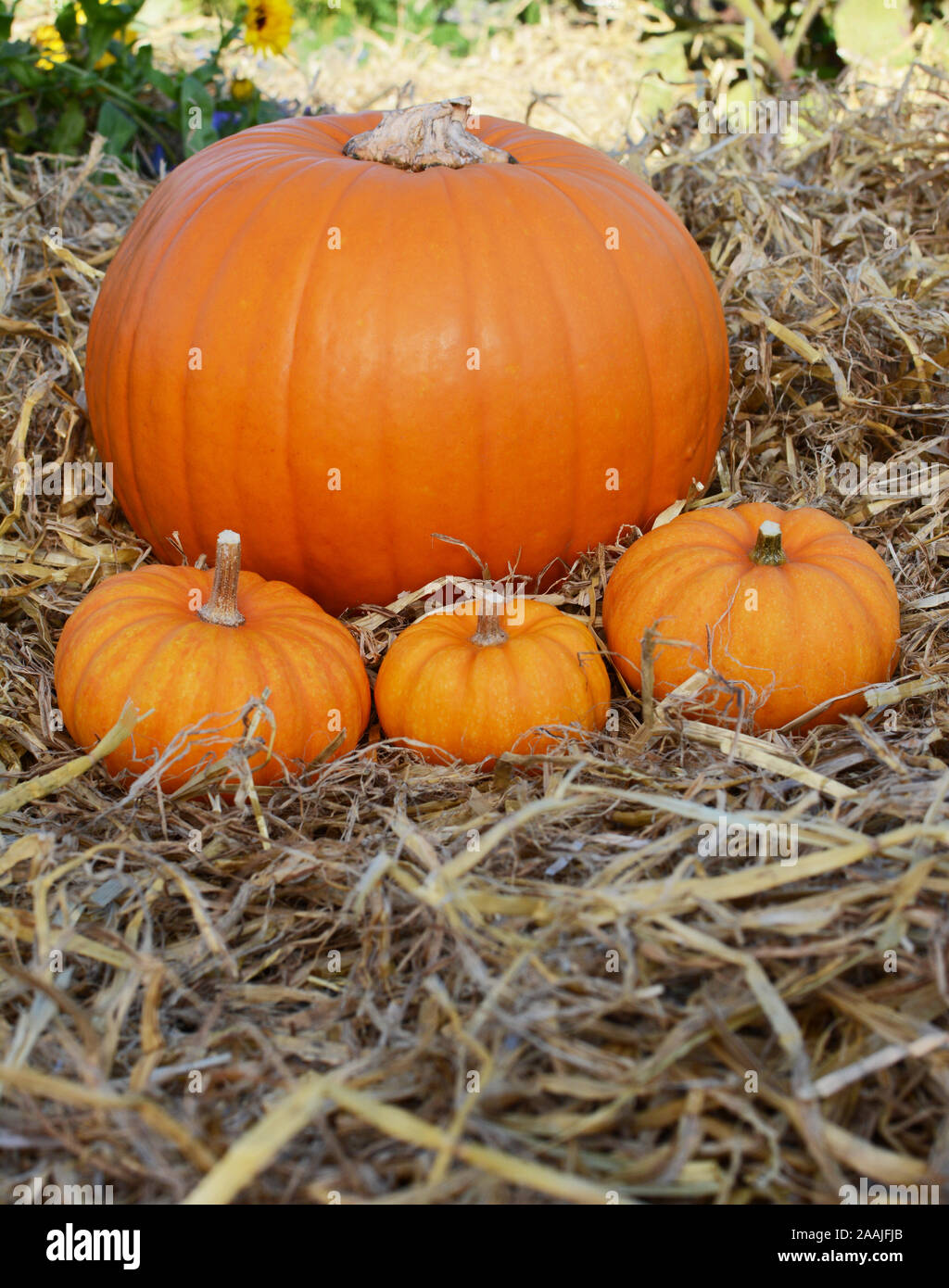 Three mini Jack Be Little pumpkins in front of large pumpkin in a ...