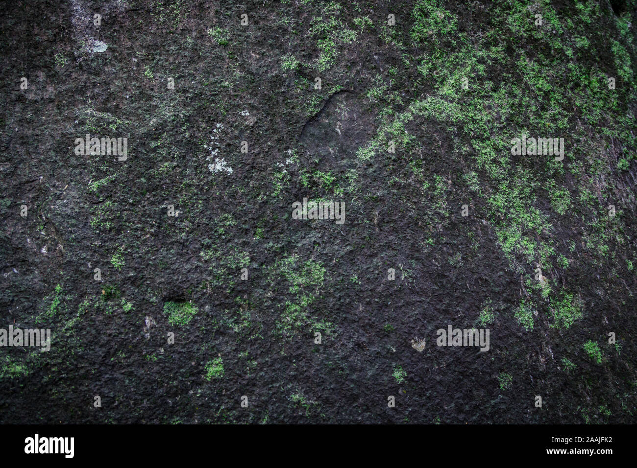 background of some moss grow up on the rock in jungle Stock Photo - Alamy