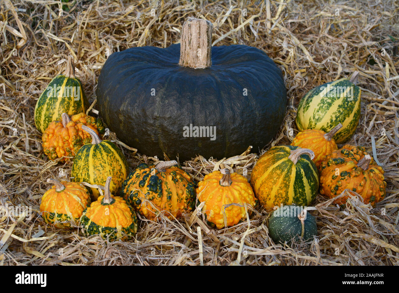 Dark green squash hi-res stock photography and images - Alamy