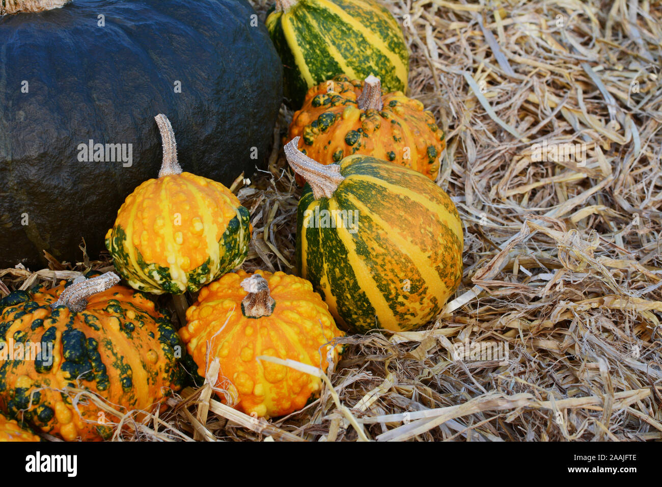 Pretty orange and green striped and spotted ornamental gourds against ...