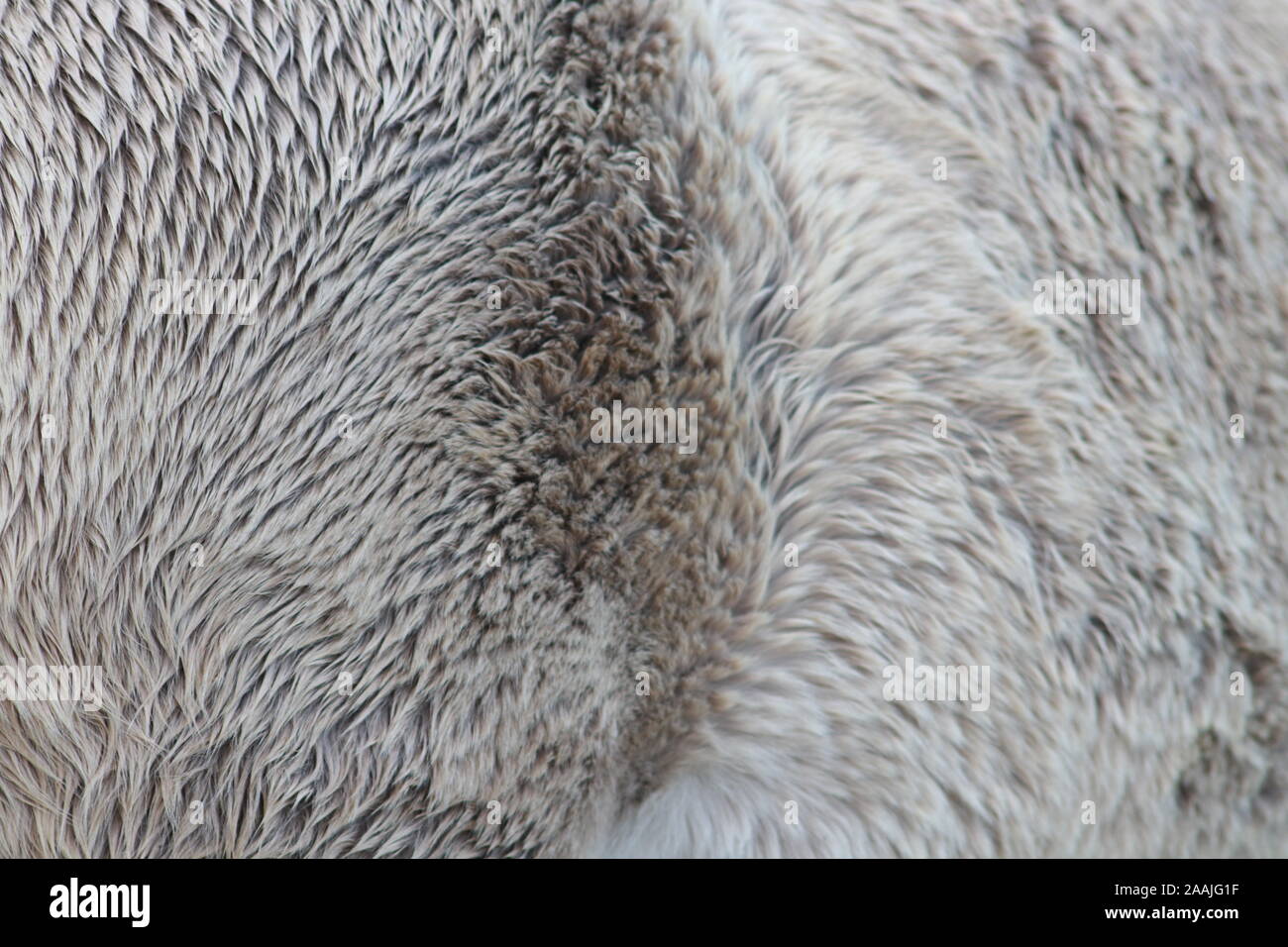 Horse Fur Texture High Resolution Stock Photography and Images - Alamy