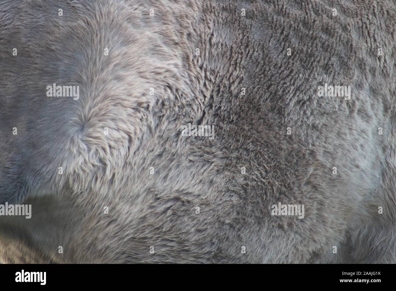 Horse Fur Texture High Resolution Stock Photography and Images - Alamy