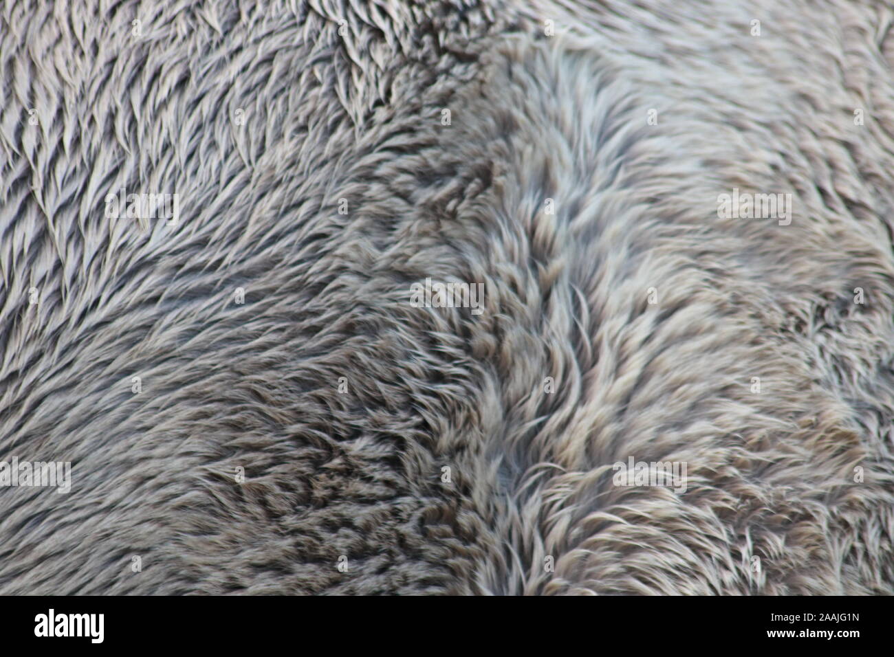 Horse Fur Texture High Resolution Stock Photography and Images - Alamy