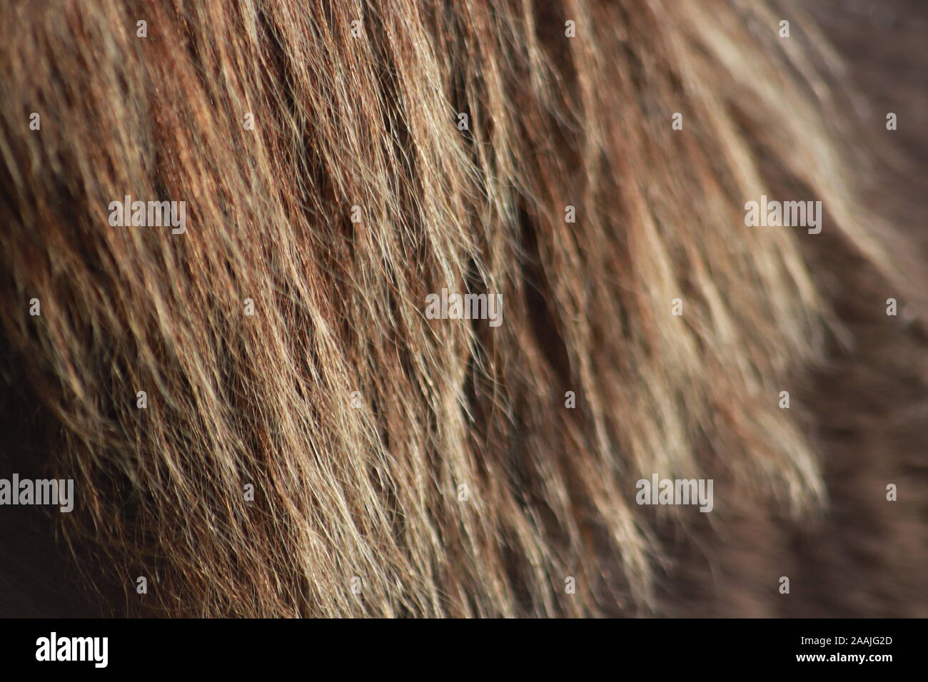 Pony texture hi-res stock photography and images - Alamy