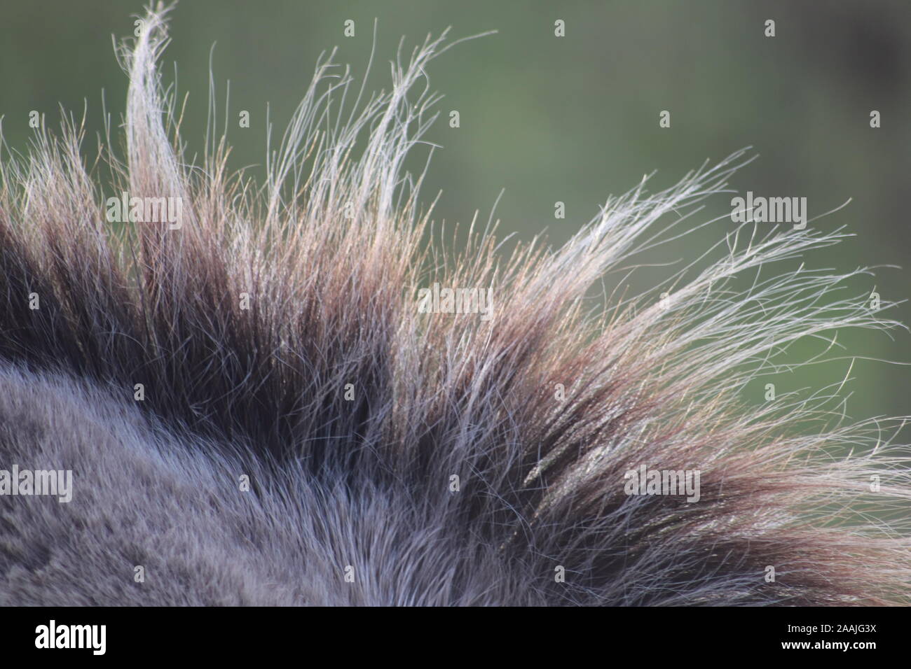 Pony fur texture hi-res stock photography and images - Alamy