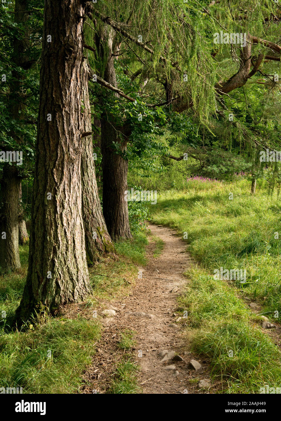 Woodland footpath in Scottish Borders near Peebles. Scotland Stock ...