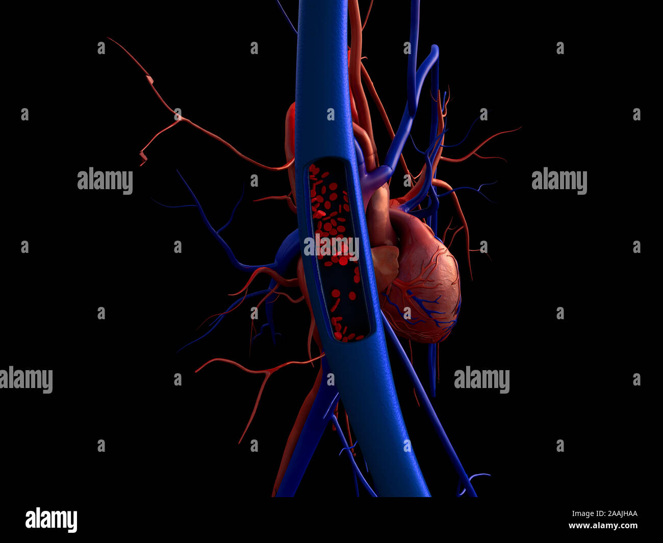 blood vessels, artery shown with a cut out section, High quality ...